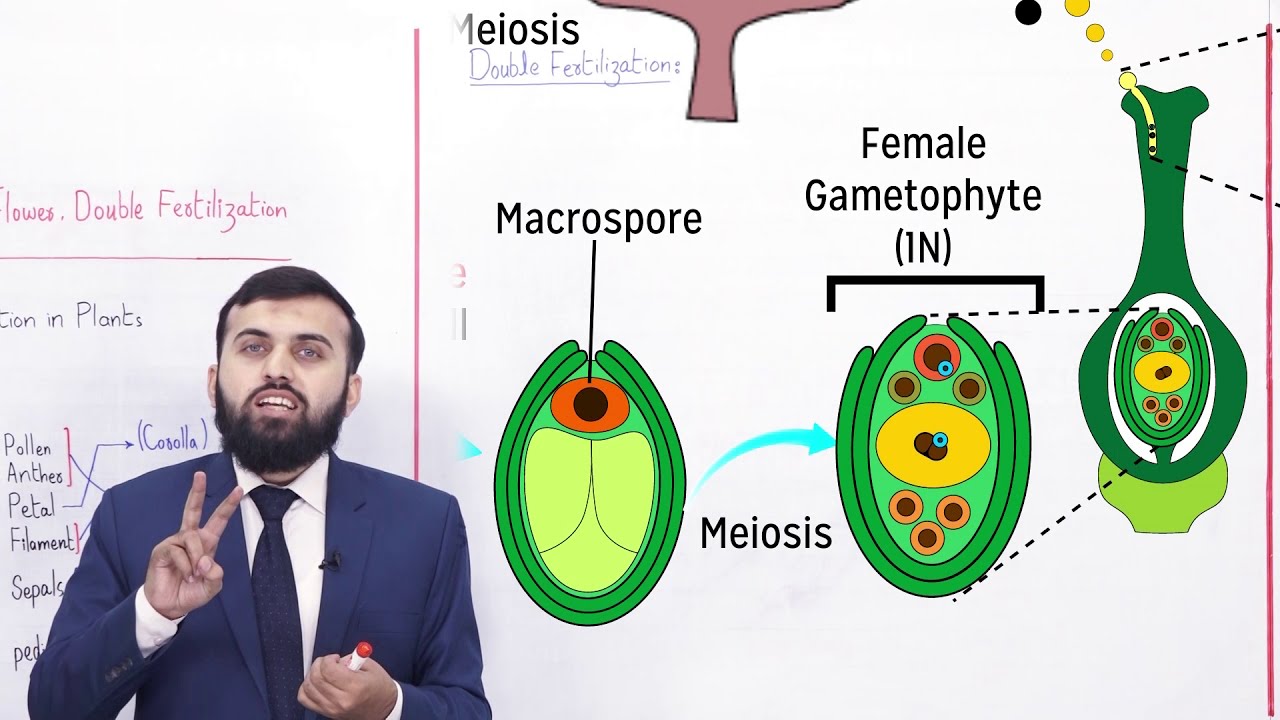 Class 10 - Biology - Chapter 14 - Lecture 6 - Flower structure & double ...