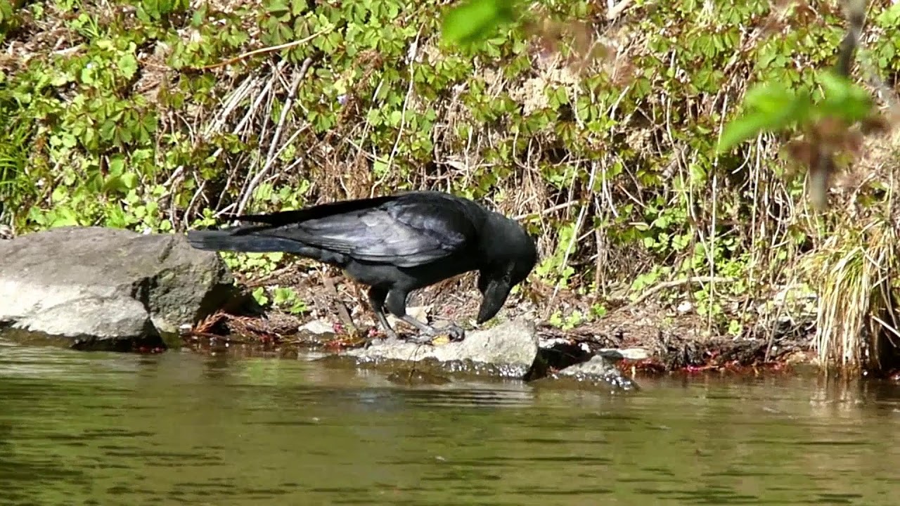 Jungle Crow Eats Mushroom or Something ハシブトガラスが食べたのはキノコ？（野鳥） - YouTube
