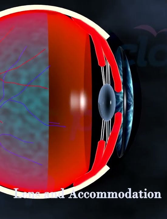 Human Eye Accommodation - YouTube