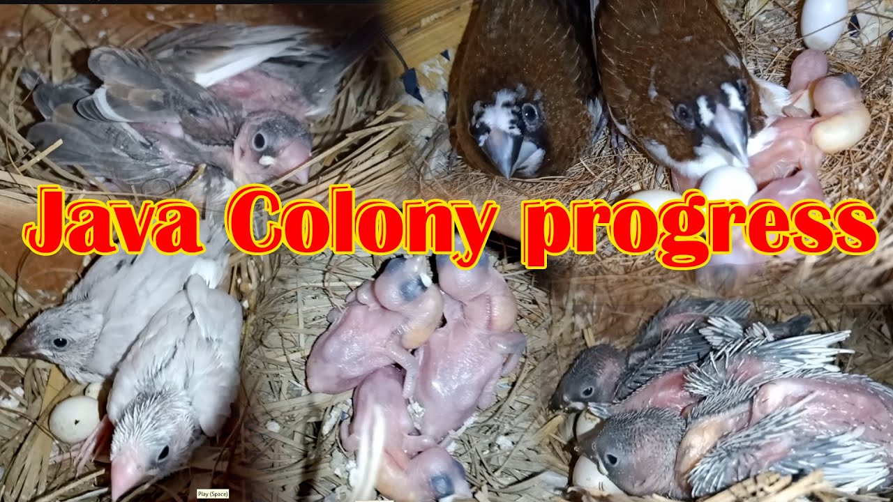Unexpected Java progress From my 50 Pair Java Breeding Colony (Kolkata Lovebirds) - YouTube