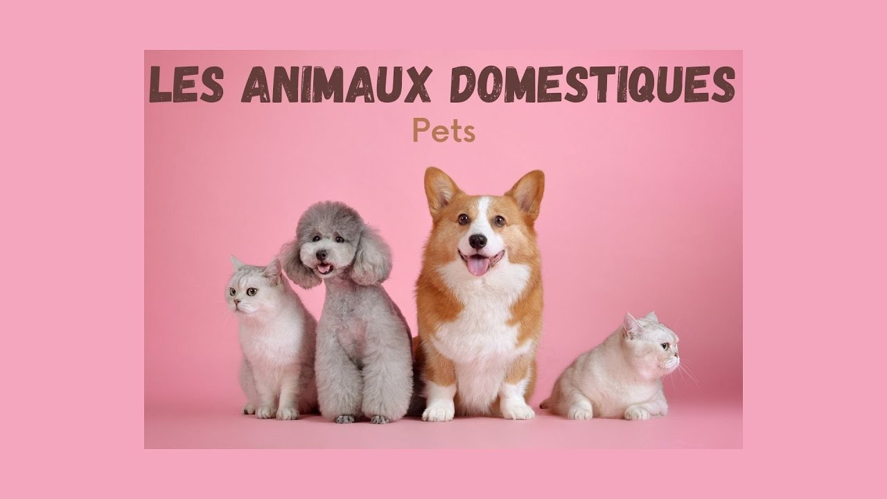 Les animaux domestiques - J'ai un 🐶 - J'ai une 🐁 (A1.1) - YouTube