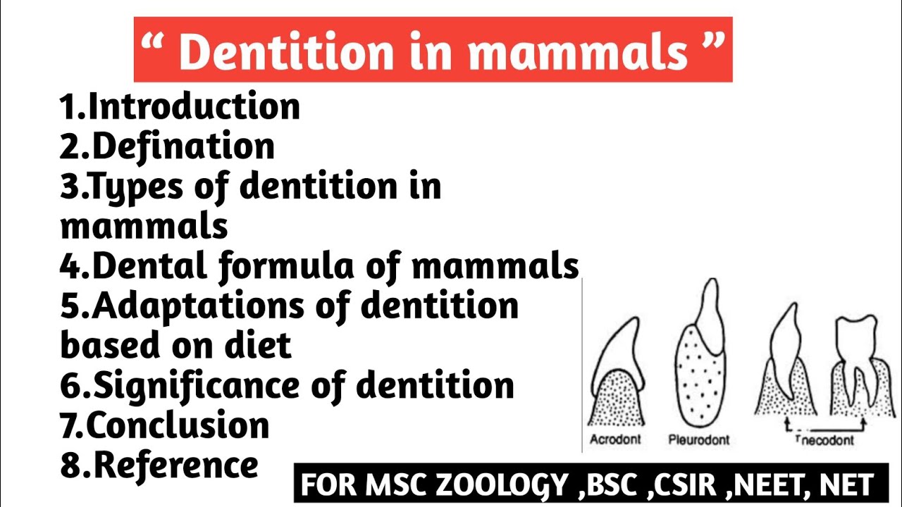 Dentition in mammals | Types of dentition | Dental formula ...