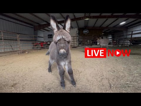 LIVE Baby Donkey Meets Thomas! Hope They Like Each Other!!! + Clydesdales Make An Appearance☺️