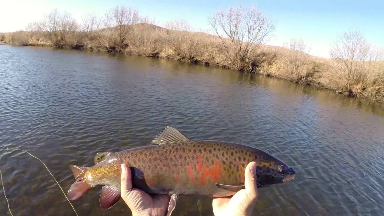 Fly fishing for Lenok and Taimen - YouTube