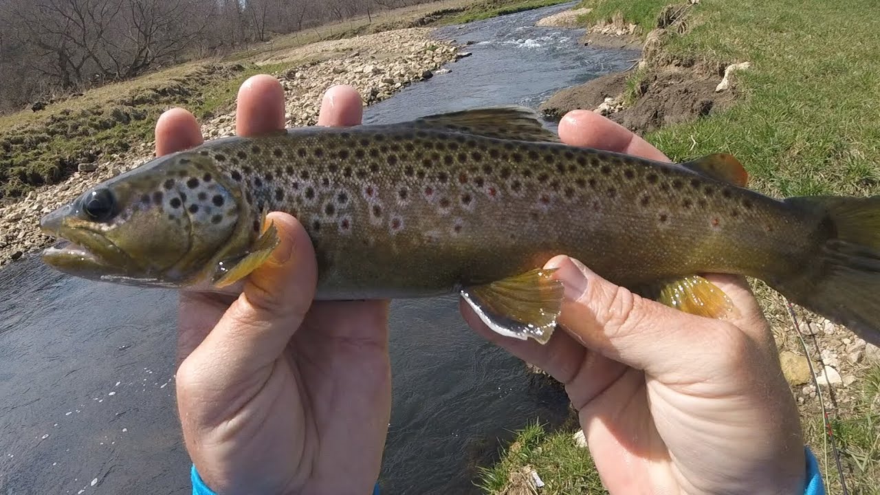 Mixing Business With Pleasure, Waterloo Creek Iowa Fly Fishing - YouTube