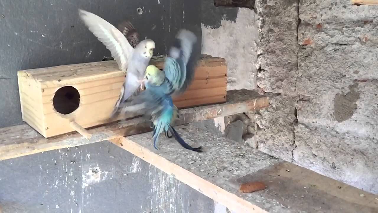 Parakeets fighting in Slow Motion PART 2 (240fps) - YouTube