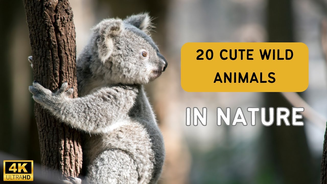Cute Fluffy Wild Animals