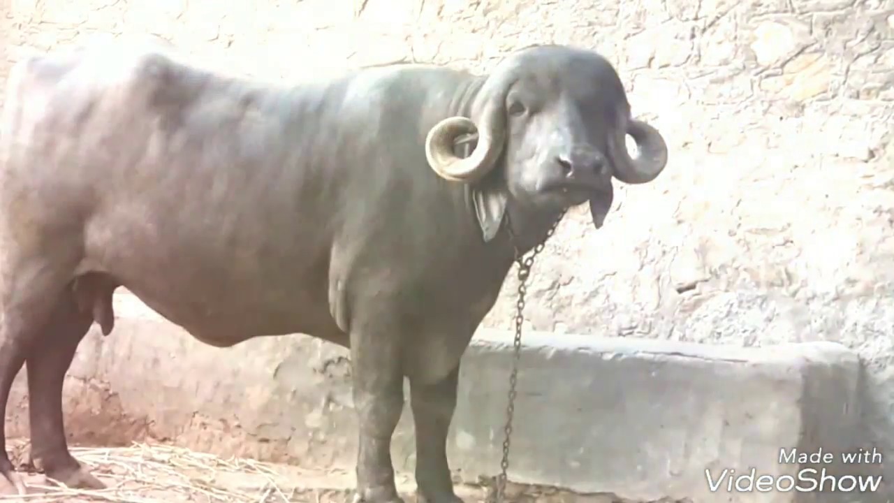 GIR GAUMATA IS _WORLD_BEST GAUMATA AT PRESENT TIME...!!!!! - YouTube