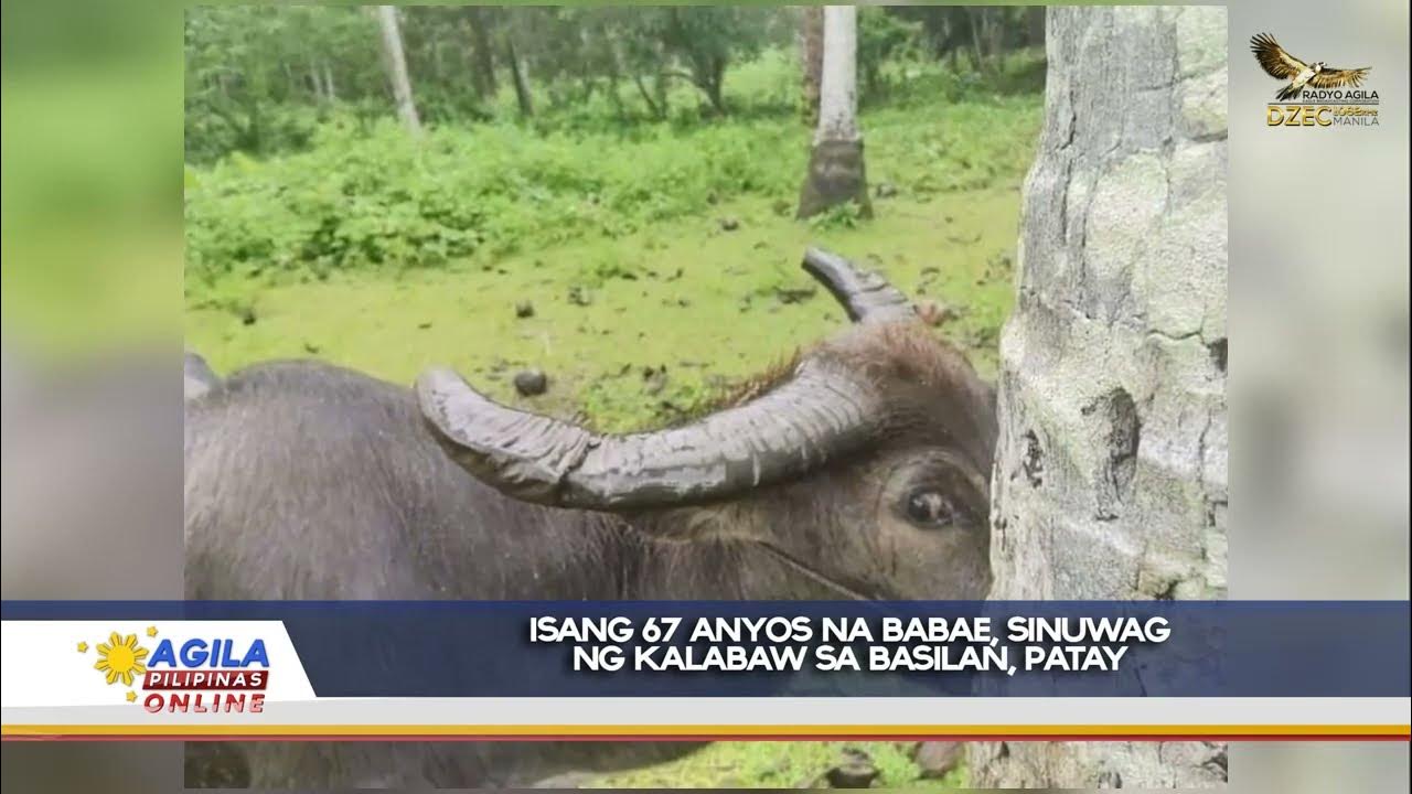 Isang 67 anyos na babae, sinuwag ng kalabaw sa Basilan; patay - YouTube