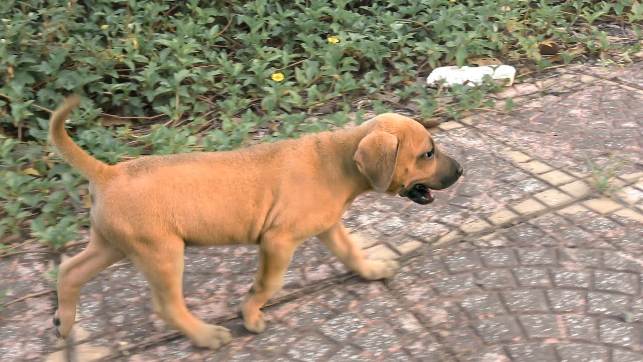 I'm so glad I stopped! I saw a puppy on the side of the road! cute dog ...