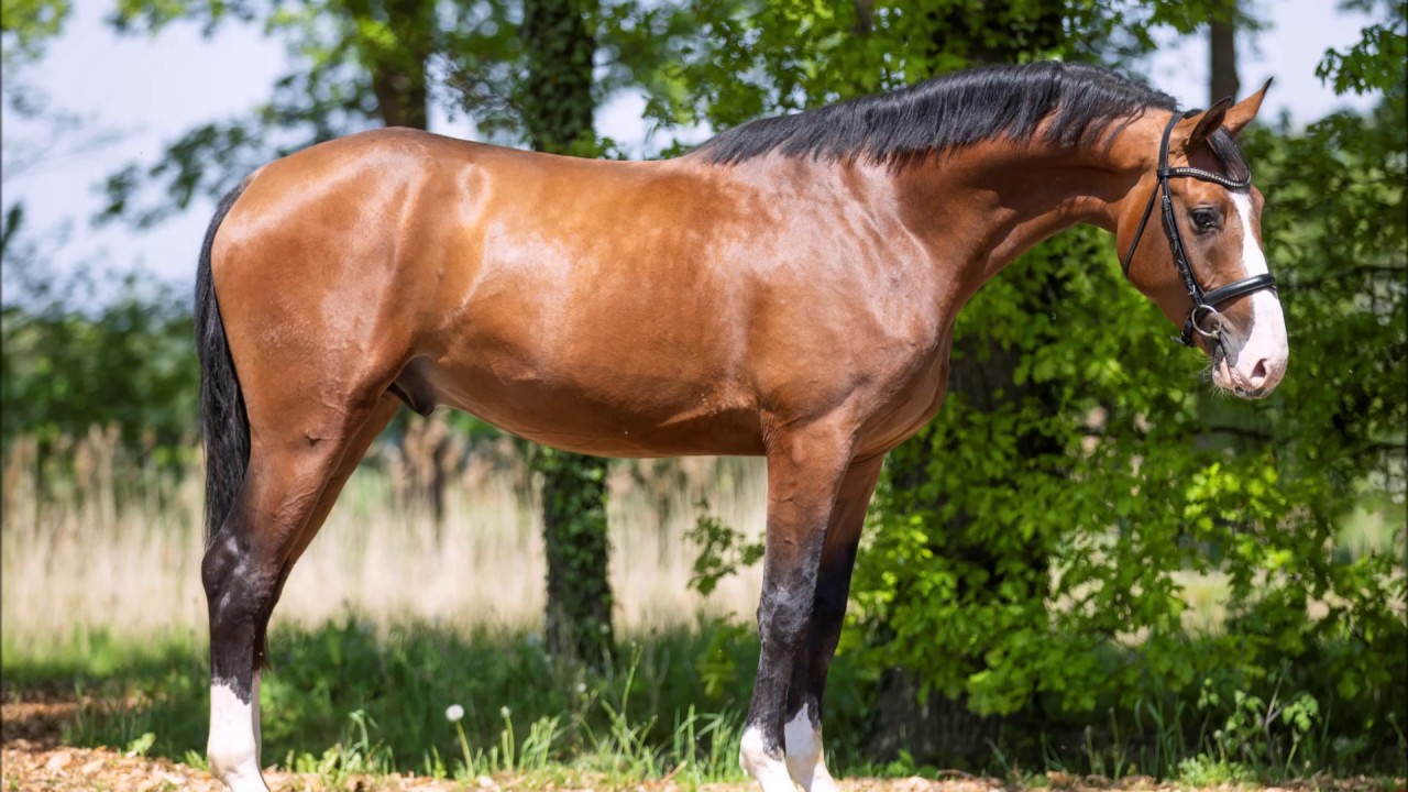 (Sold Russia) Stallion, born 2017 by Grandorado x Pythagoras - YouTube