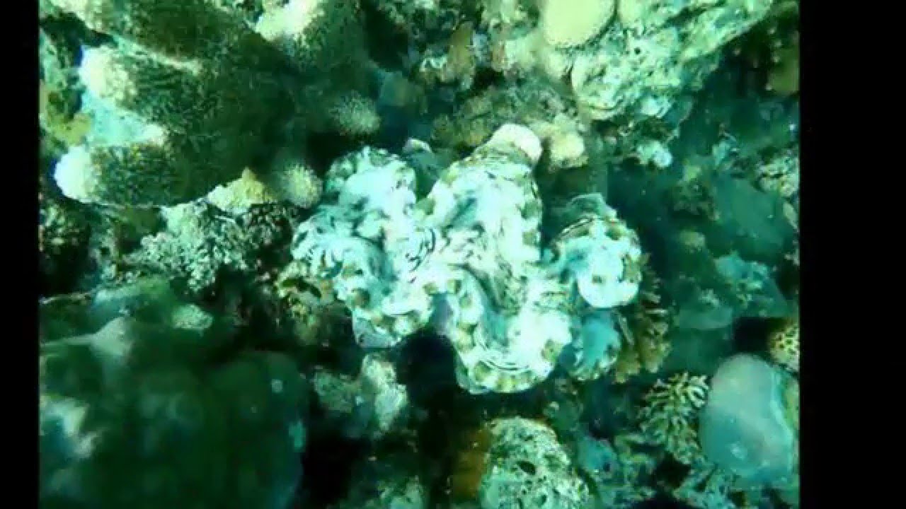 NUTRAEASE PHILIPPINES / HEARTMATE ENT. - YouTube