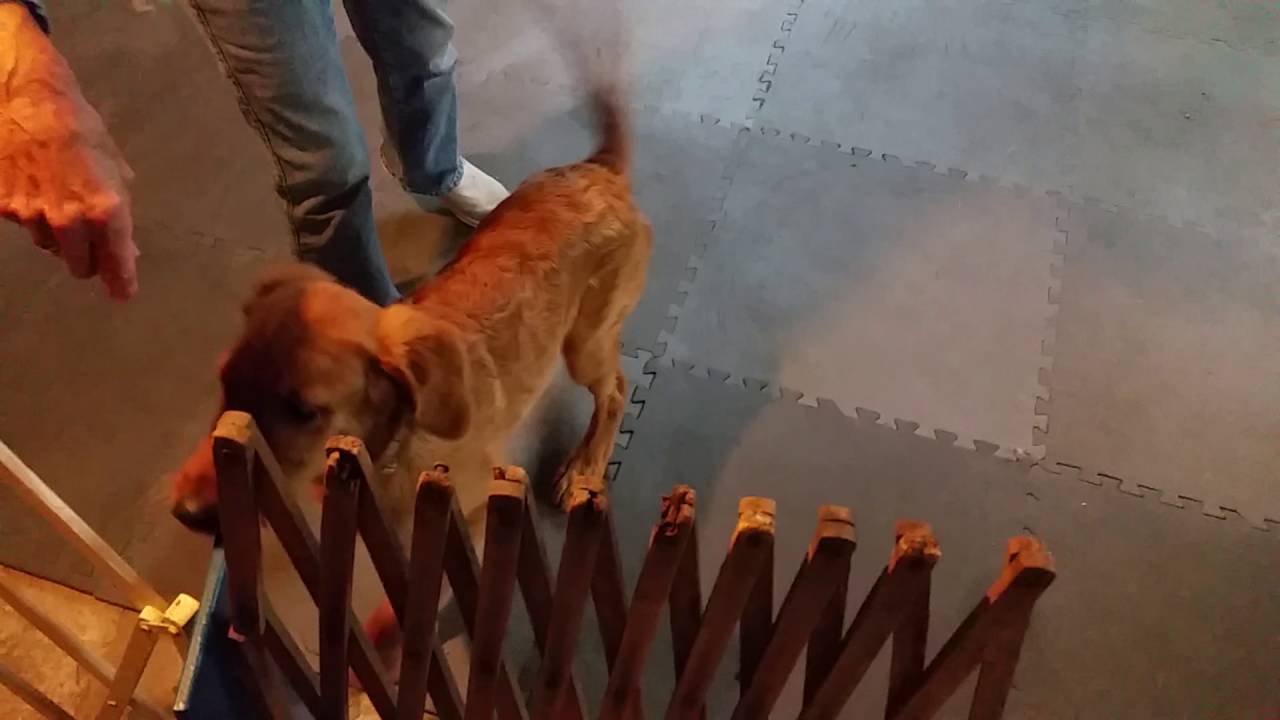 Singe 4 months fronts and puppy struts - YouTube