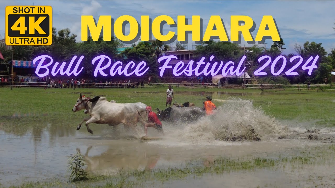 MOICHARA 2024 | মইছাড়া উৎসব | MOICHARA BULL RACE | MOICHARA CANNING ...