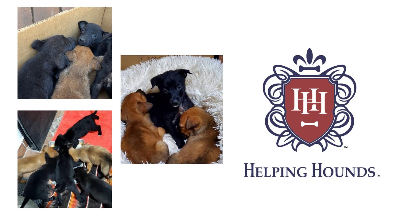 Helping Hounds - Oxford Hounds Charitable Foundation helps rescue ...