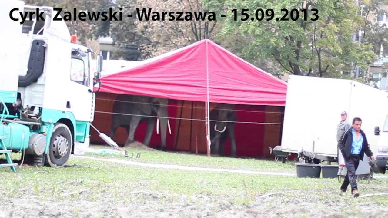 Cyrk Zalewski - słonie (stereotypia) 15.09.2013 - YouTube