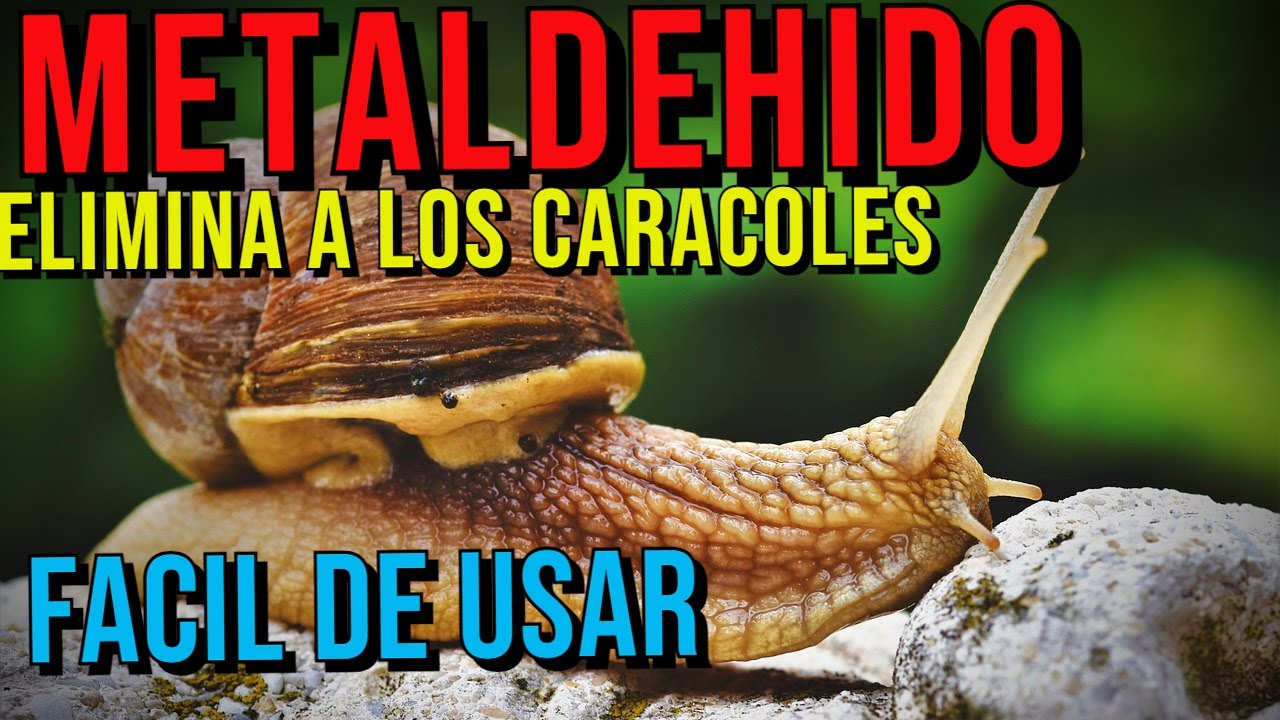 METALDEHIDO insecticida-CARACTERISTICAS-MODO DE ACCION- DOSIS ...