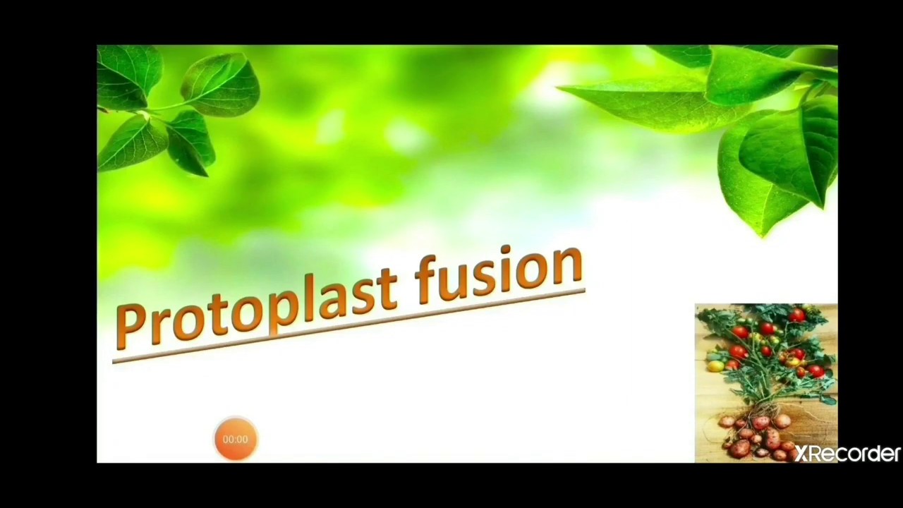 Protoplast fusion| Somatic Hybridization - YouTube