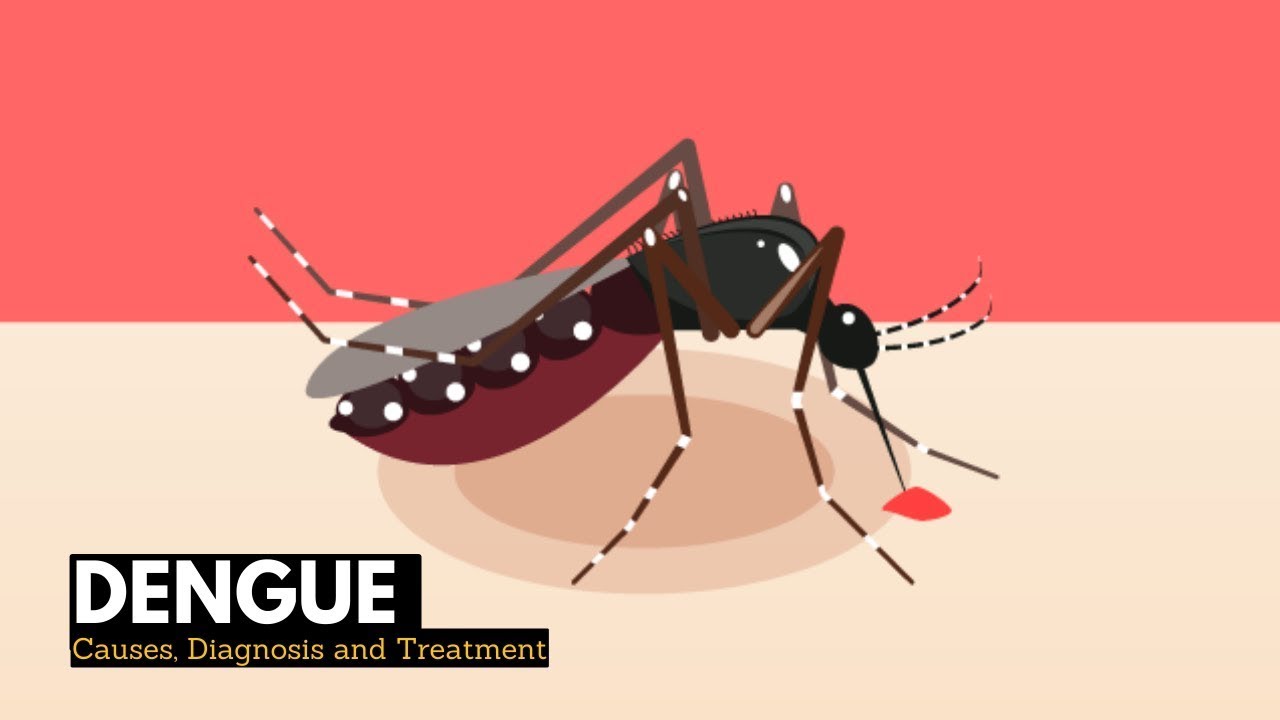 Motion Graphic - Dengue🦠 : 2 6 9 11 M.6/6 - YouTube