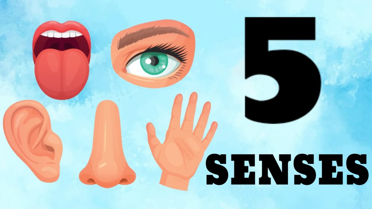 sense organs | sense organs name | five sense organs | 5 senses # ...