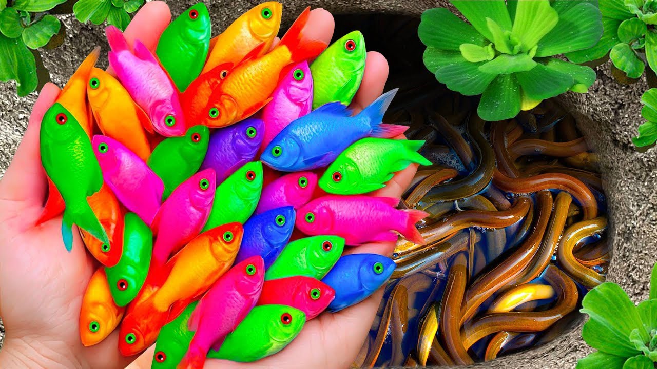 Catch the most beautiful aquarium fish in small ponds, goldfish ...