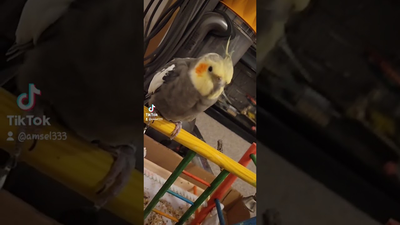 rocking bird - YouTube