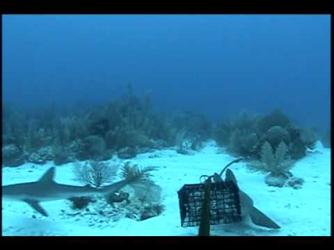 Counting Sharks with Chum Cams - YouTube
