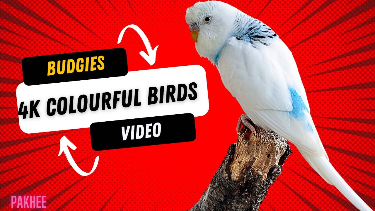 4K breathtaking Colorful Birds of the Budgies Birds and Sound video 6 ...