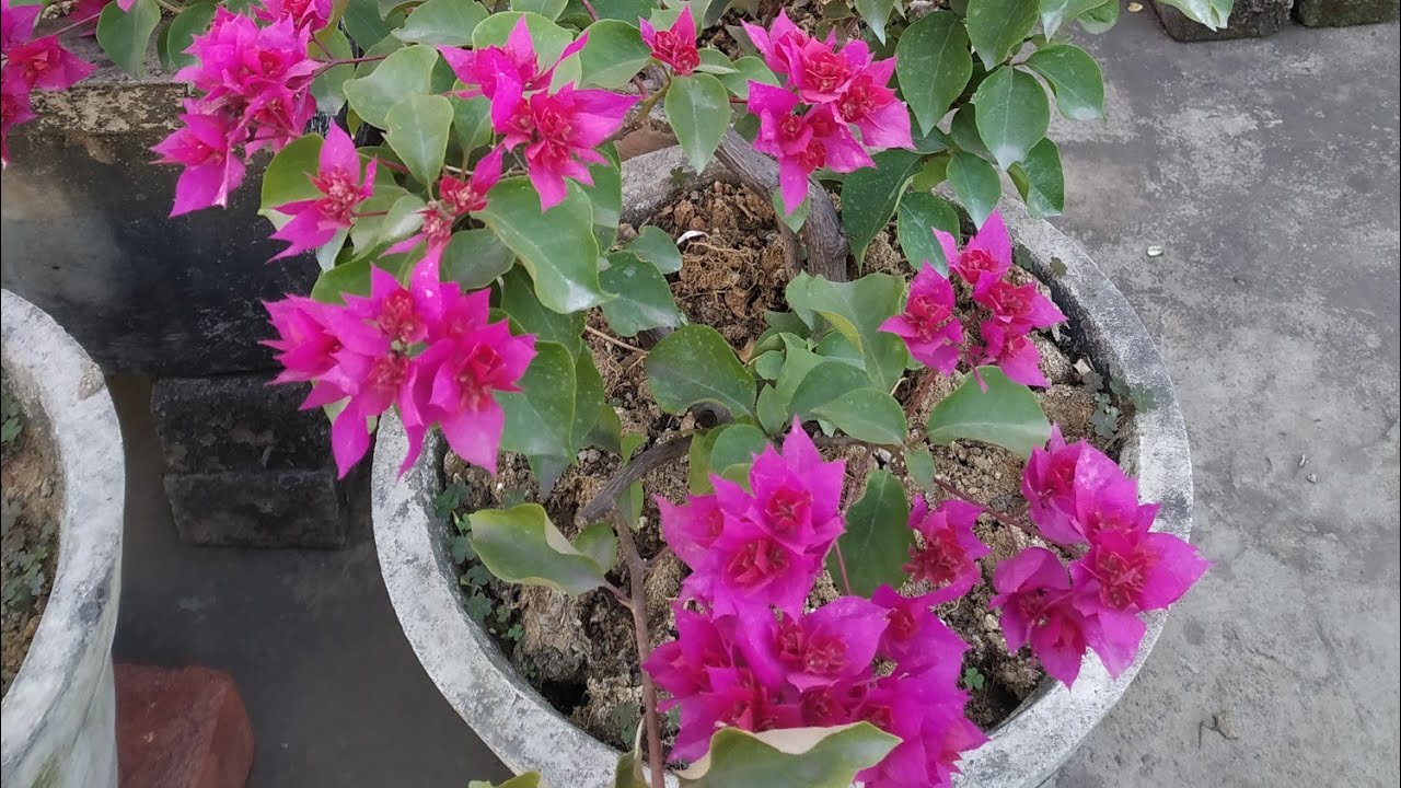 bogenvelia plant care after rainy season - YouTube