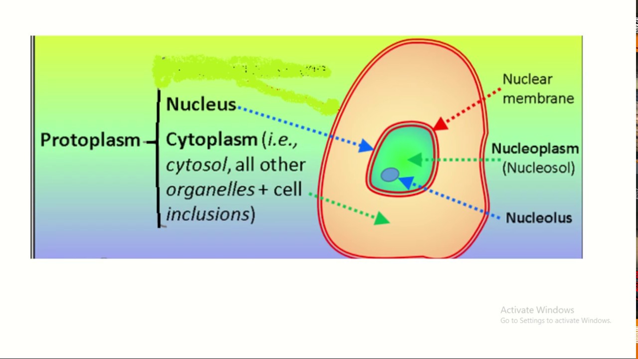 Protoplasm vs cytoplasm : understanding the difference - YouTube