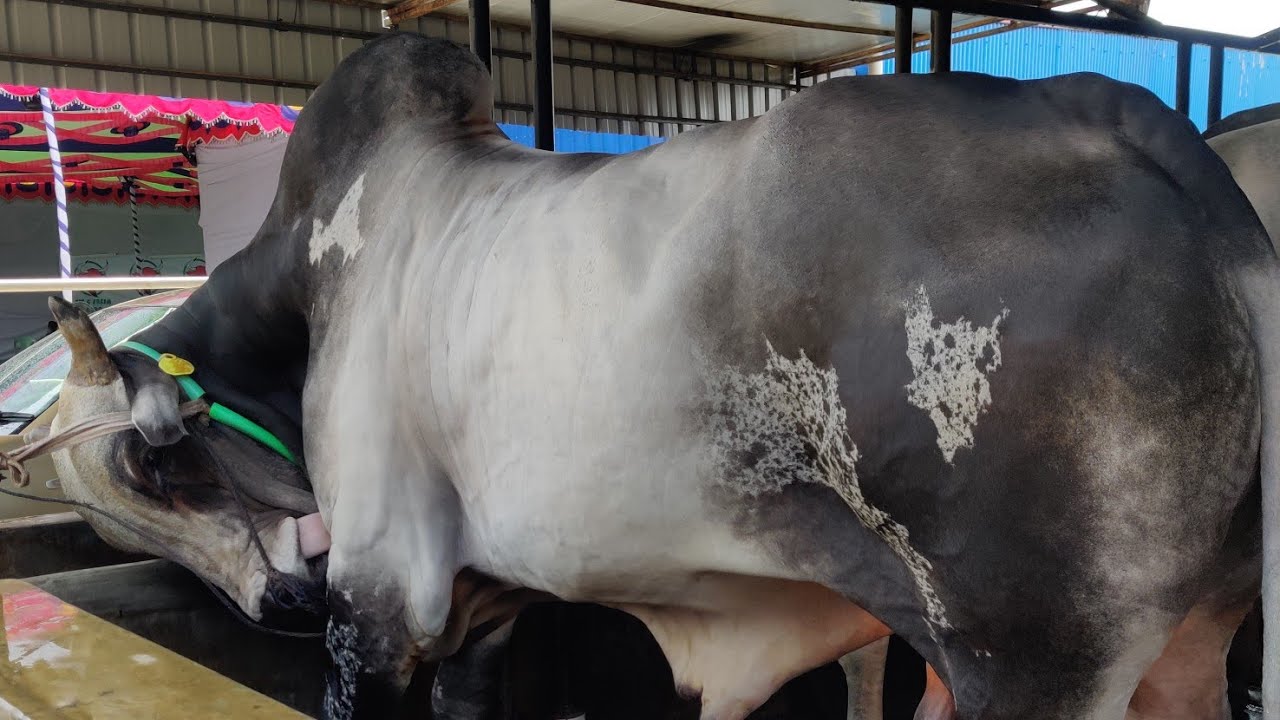 Shibbi Ongole Bull Lineup For Qurbani Eid Collection 2020 || Cow Lover ...