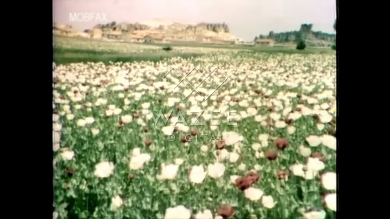 Special Report: Poppy Fields Of Turkey: French Connection (1977) - YouTube