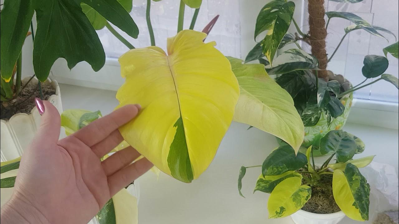 Осмокот для цветов - YouTube