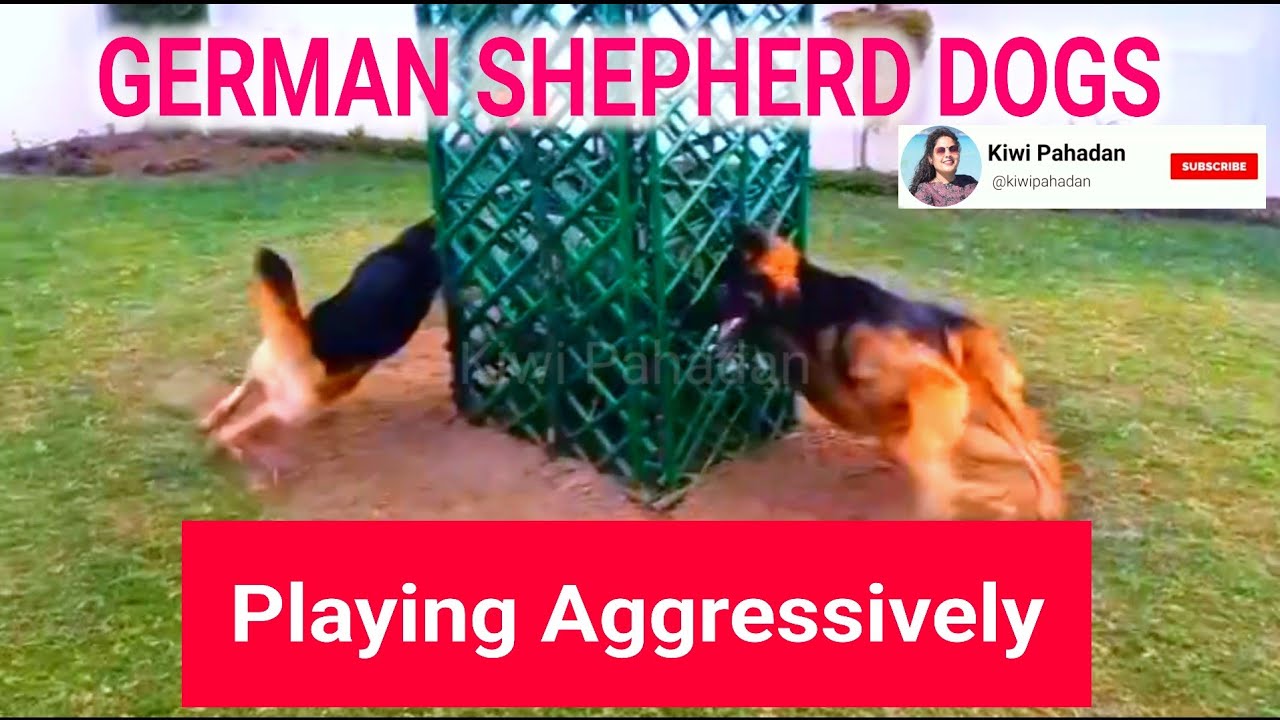 German Shepherd Dogs Playing Aggressively Fero and Panther - YouTube