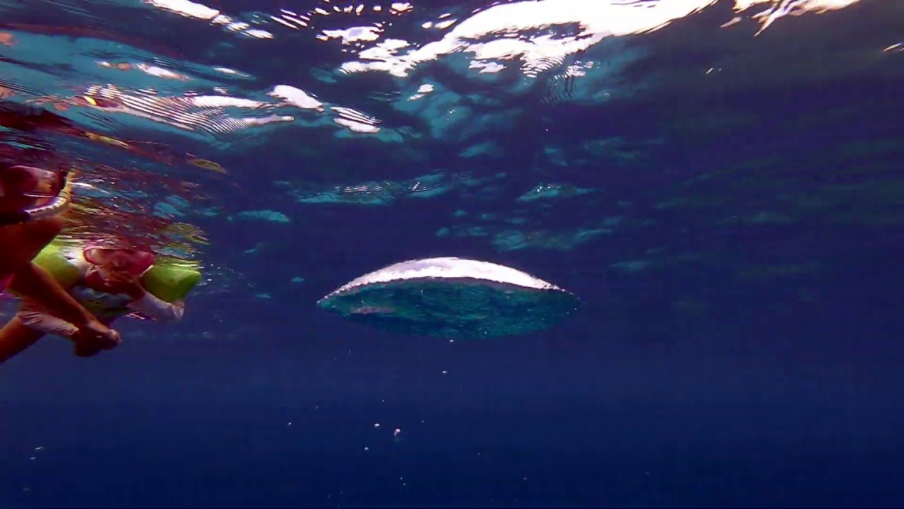 Strange and Beautiful Things from the Ocean - YouTube