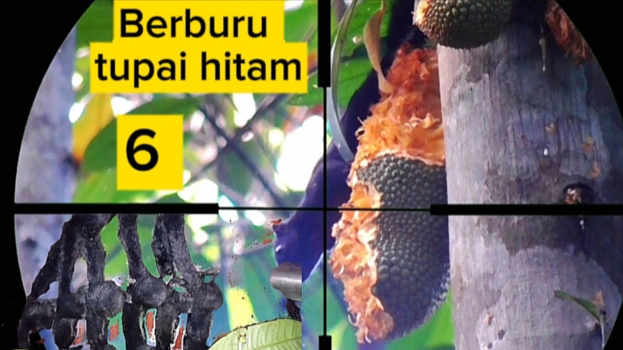 🔴Berburu Tupai hitam di kebun cempedak || poin 6 ekor tupai hitam - YouTube
