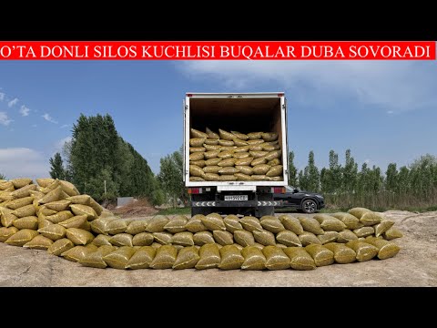100%DONLI 🌽🌽SILIS ARZON NARXLARDA O’ZBEKISTON BO’YLAB YETKAZIB BERILADI 🚛