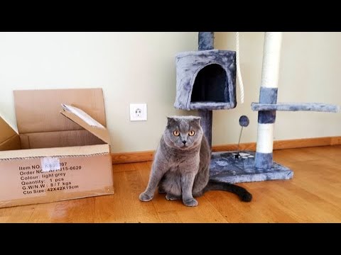 Which one our cat chooses? A cat tree or a cardboard box? - YouTube