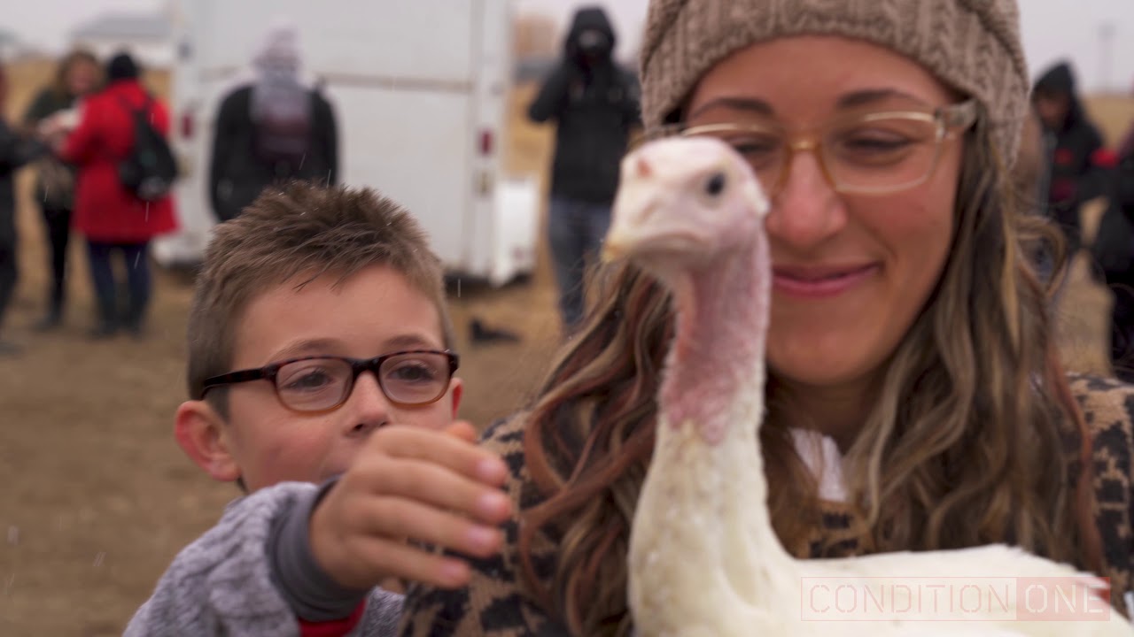 Turkeys Released by Turkey Farmer for Rescue, hosted by Wayne Hsiung ...