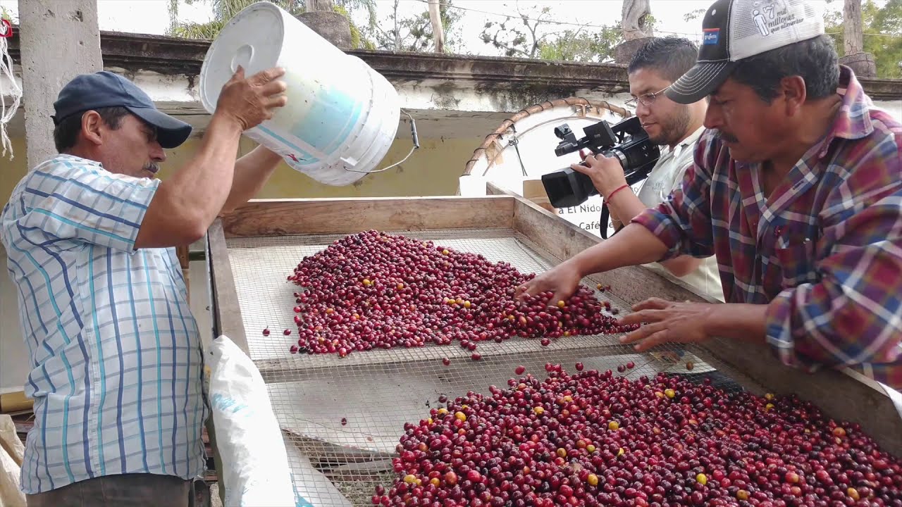 Proceso de Despulpado del Café - YouTube
