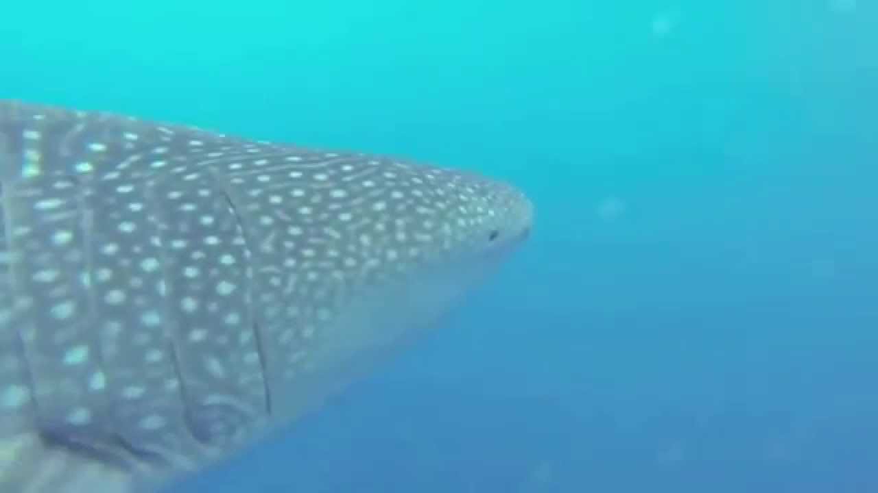 Requins baleine - Nosy komba - Madagascar - YouTube