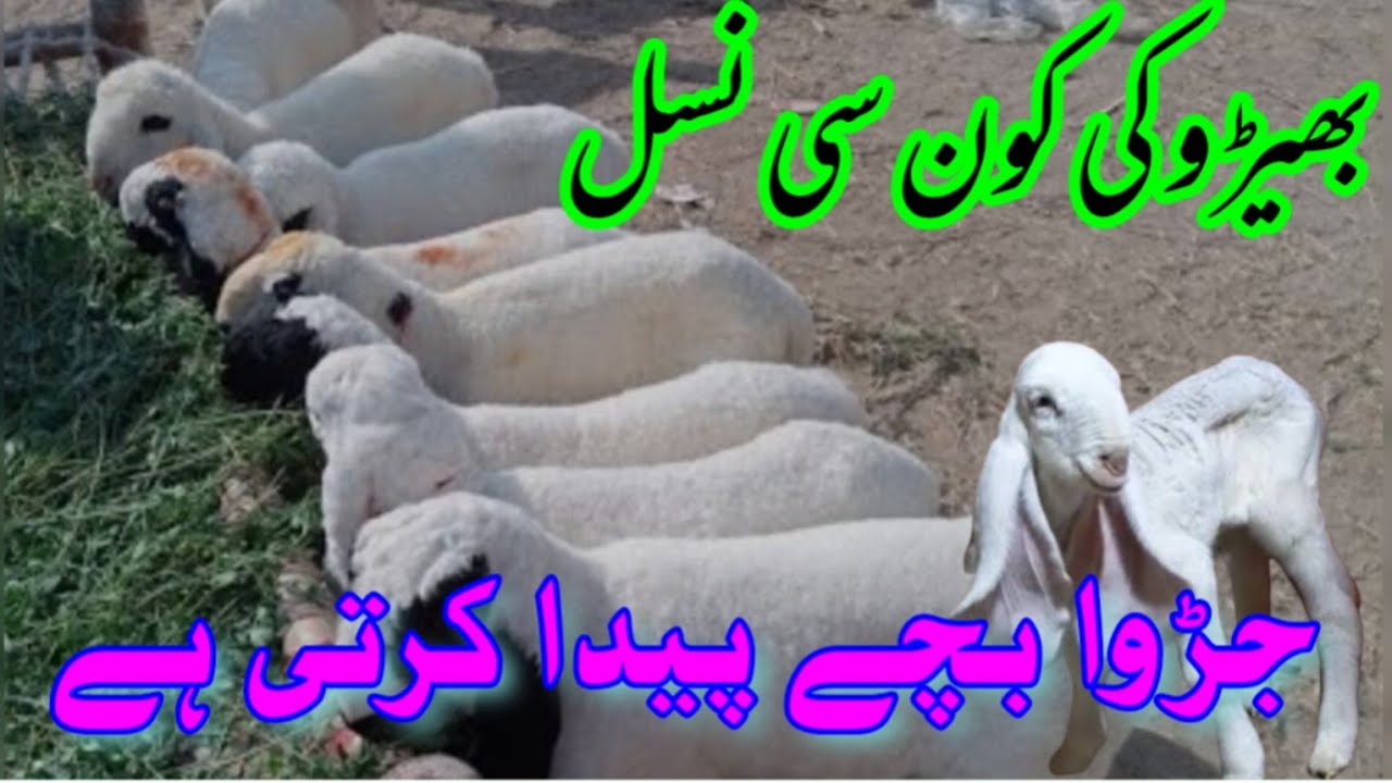 Which breed of Pakistani sheep produces twins? - YouTube