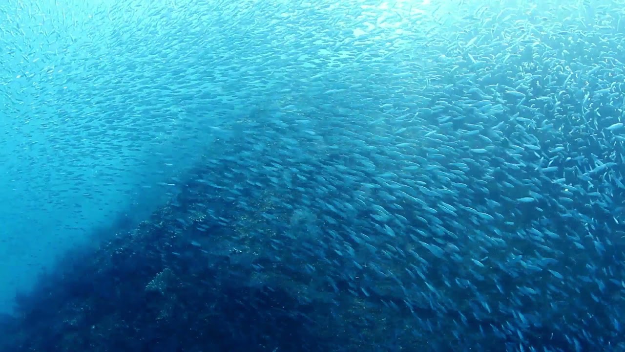 swarming school of fish b - YouTube
