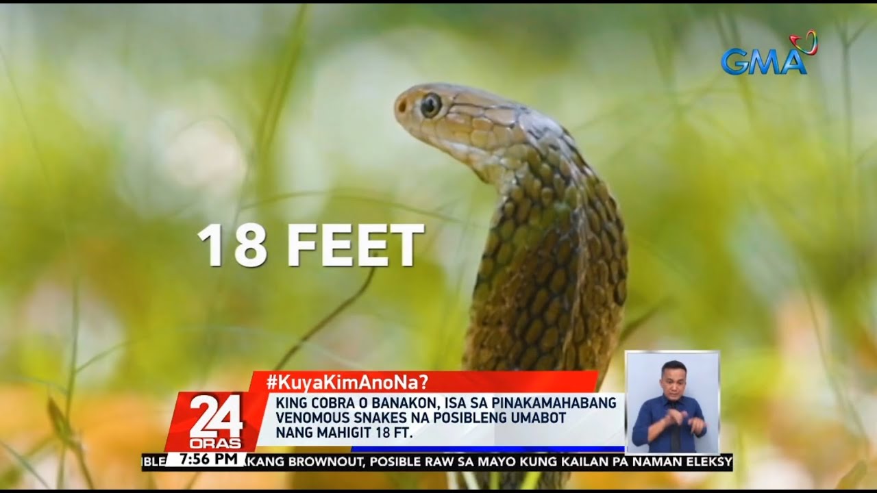 #KuyaKimAnoNa?: King Cobra o Banakon, isa sa pinakamahabang venomous ...