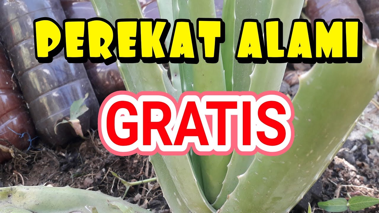 CARA MEMBUAT PEREKAT ALAMI DARI LIDAH BUAYA - YouTube