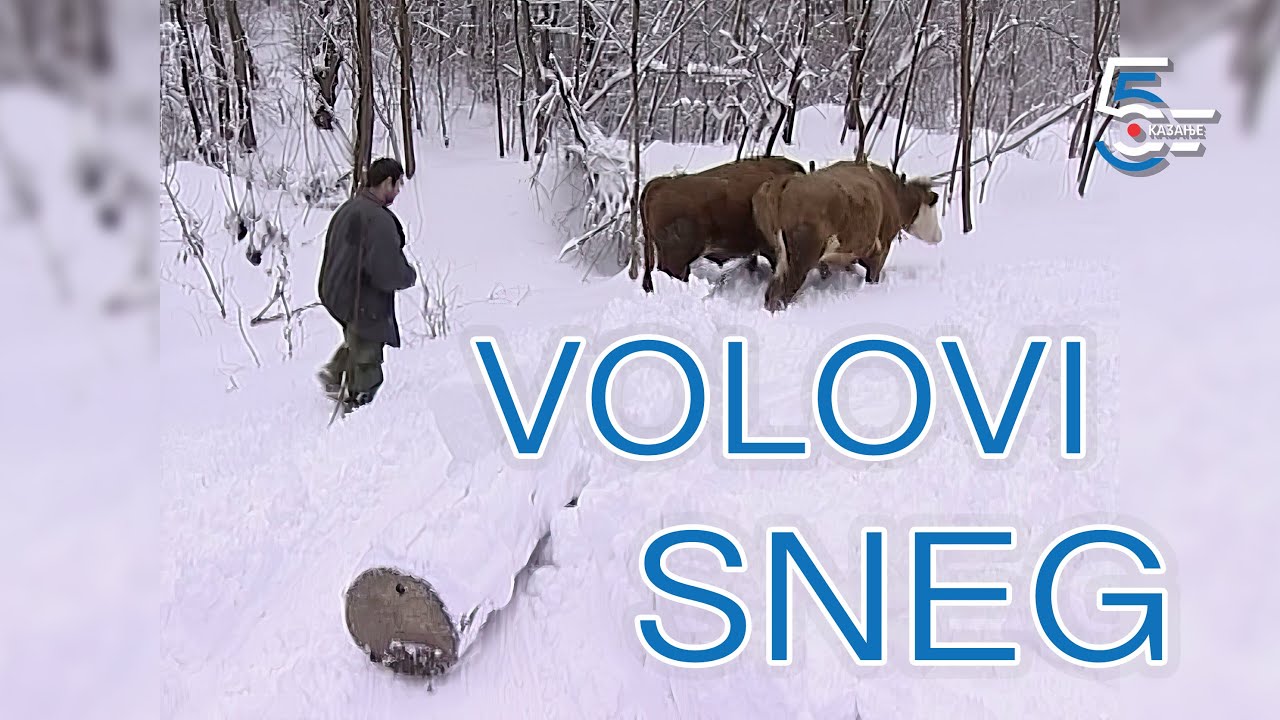 Volovi izvlače zaleđene trupce - YouTube