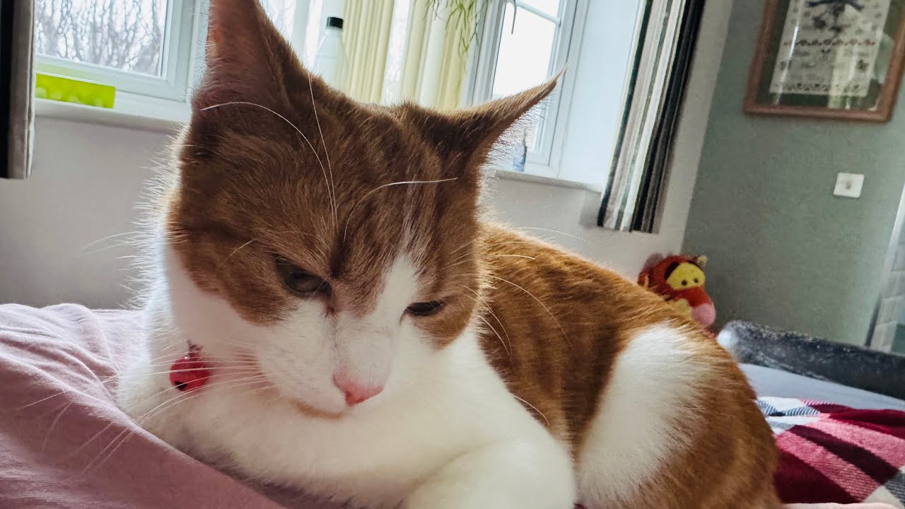 When a cat imprints on you and genuinely loves you, you’re a ...