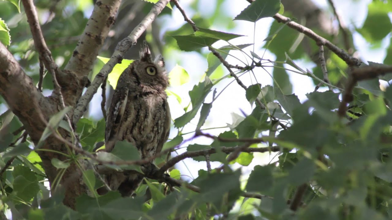 Eastern Screech-Owl Mobbed - YouTube