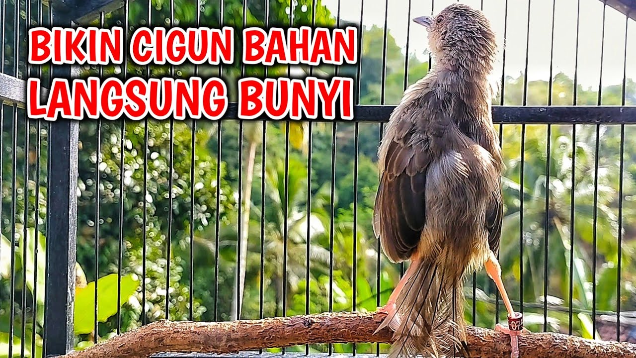 Pancingan Cigun Agar Bunyi dan Cepat Ngriwik, Cigun Bahan Auto Emosi ...