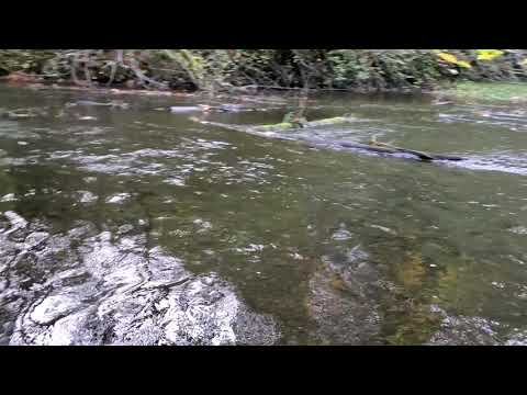 Salmon run 4 - YouTube